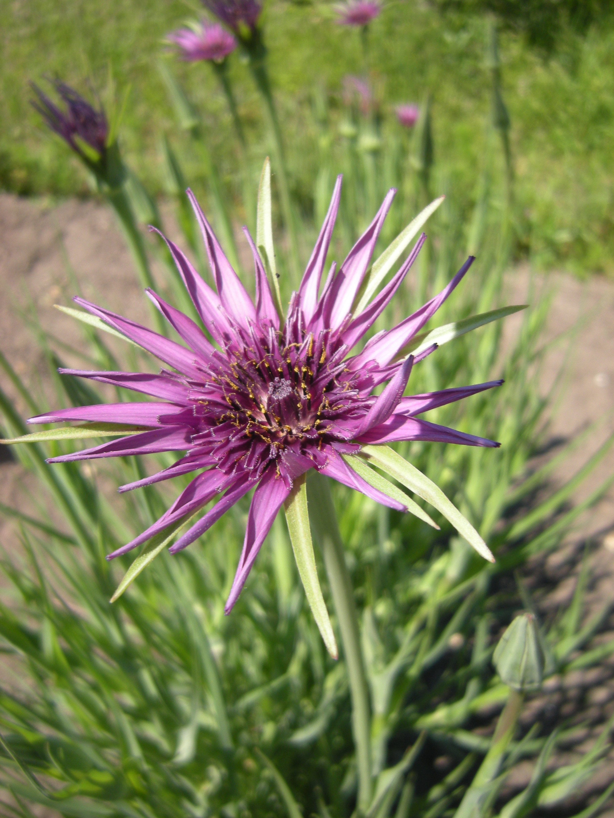 Salsify Tragopogon Porrifolius Jeremy Bartlett S Let It Grow Blog