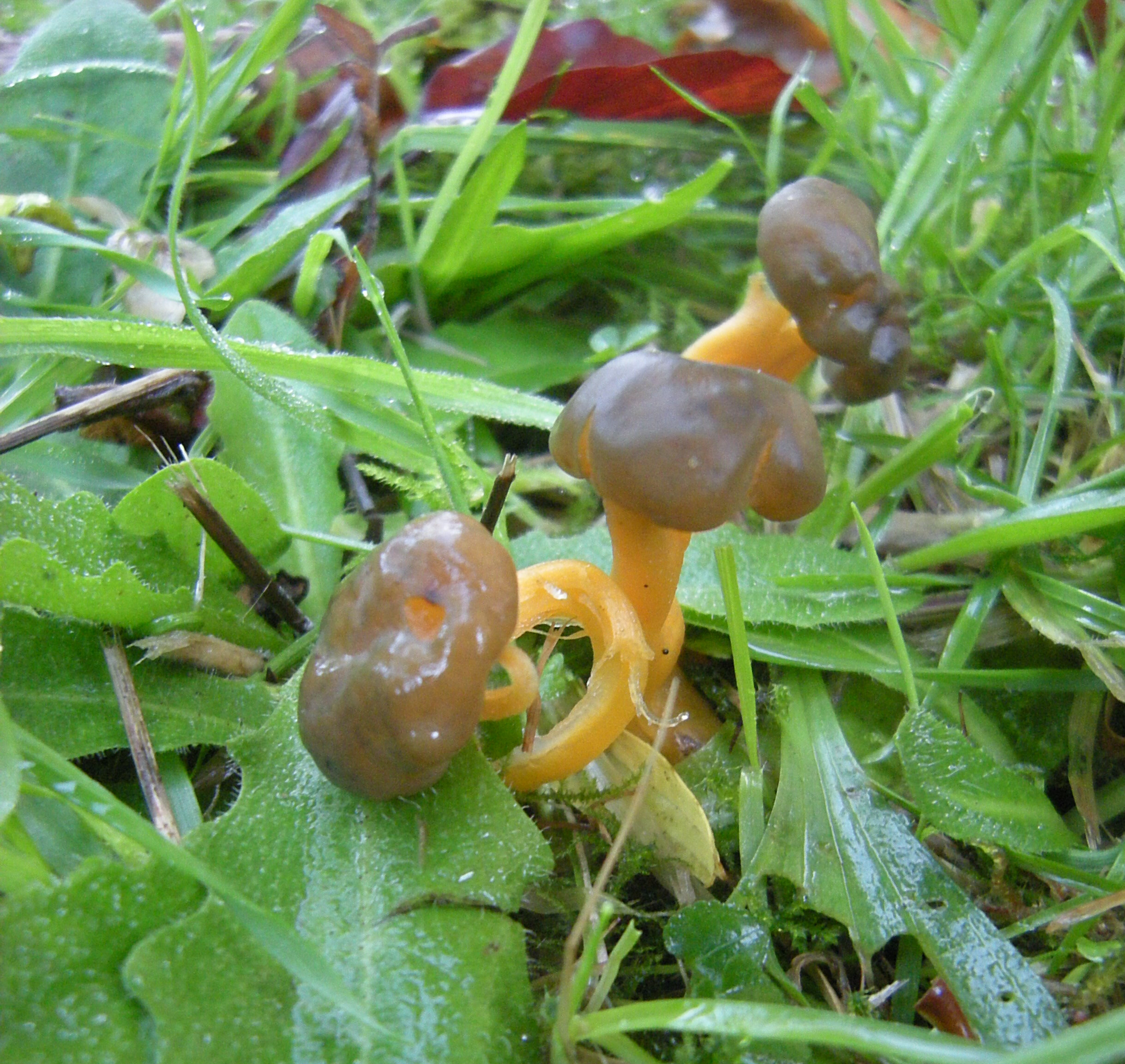 Jelly Baby, Leotia lubrica | Jeremy Bartlett's LET IT GROW blog