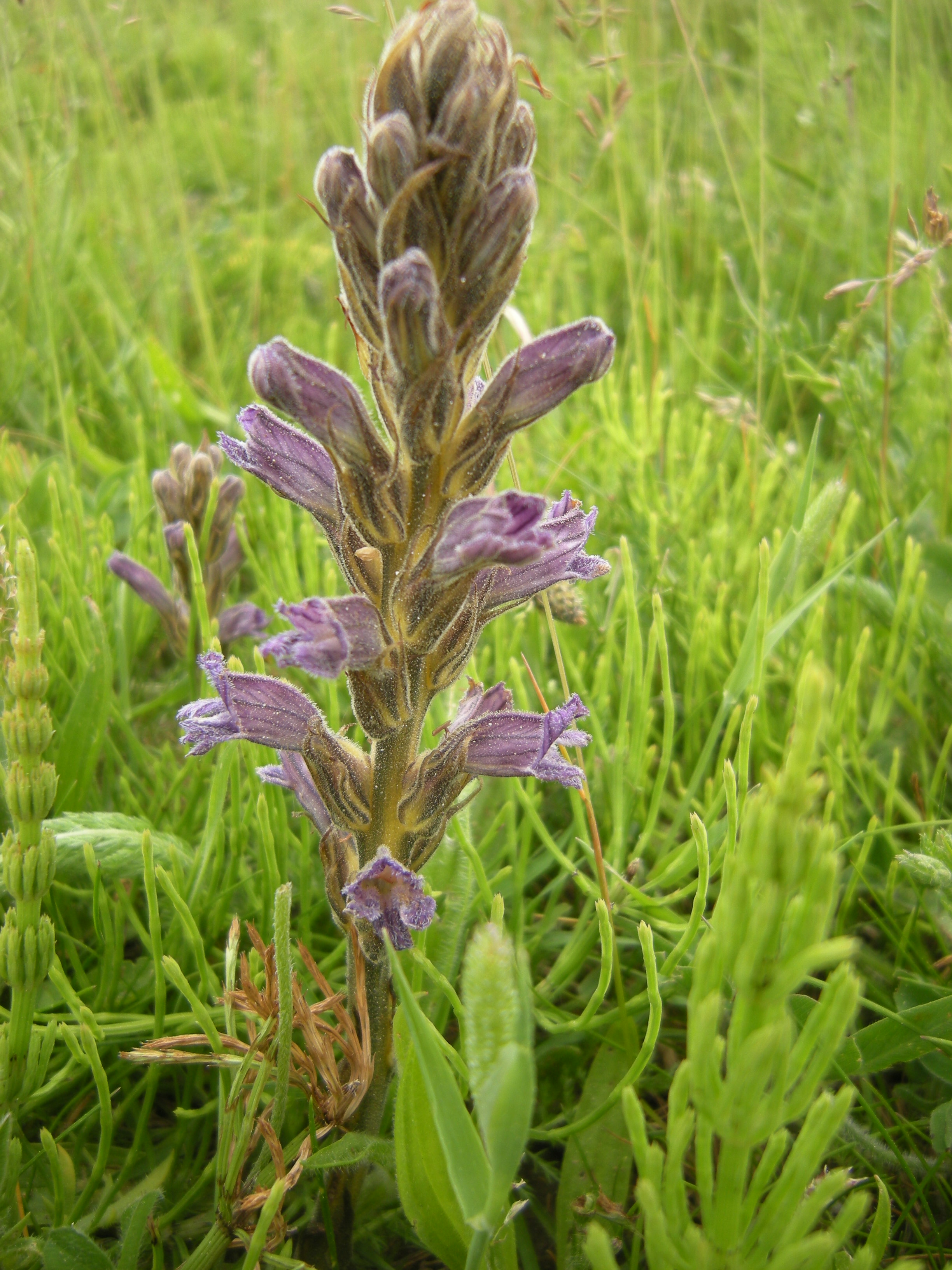 Yarrow Broomrape | Jeremy Bartlett's LET IT GROW blog