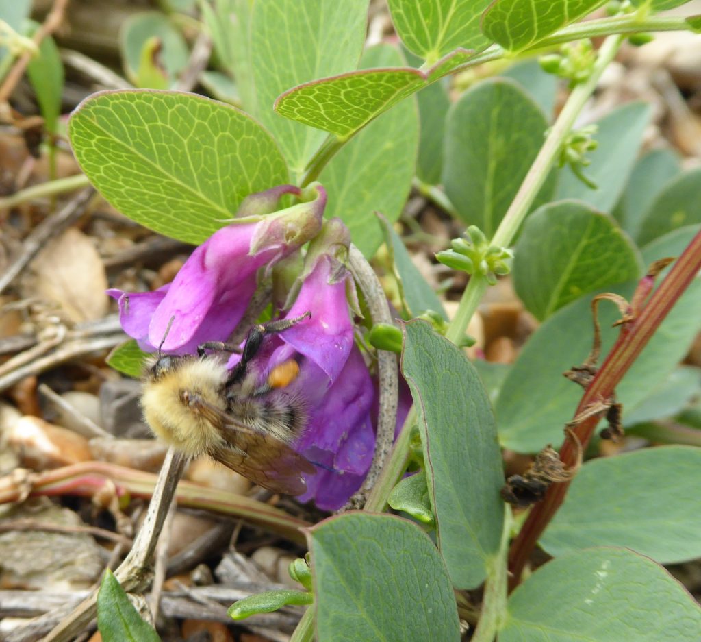 Sea Pea, Lathyrus japonicus | Jeremy Bartlett's LET IT GROW blog