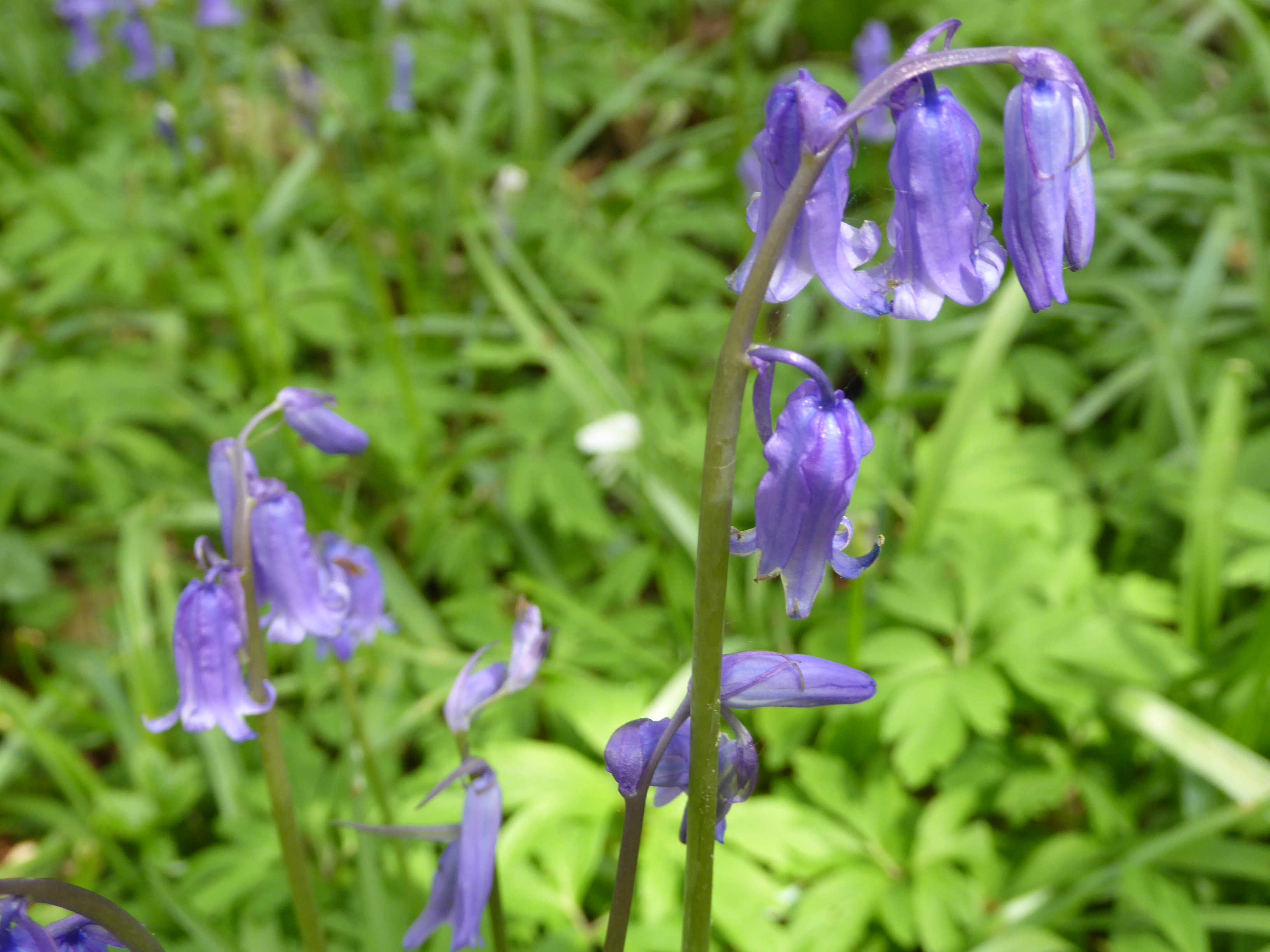 Bluebell, Hyacinthoides non-scripta | Jeremy Bartlett's LET IT GROW blog