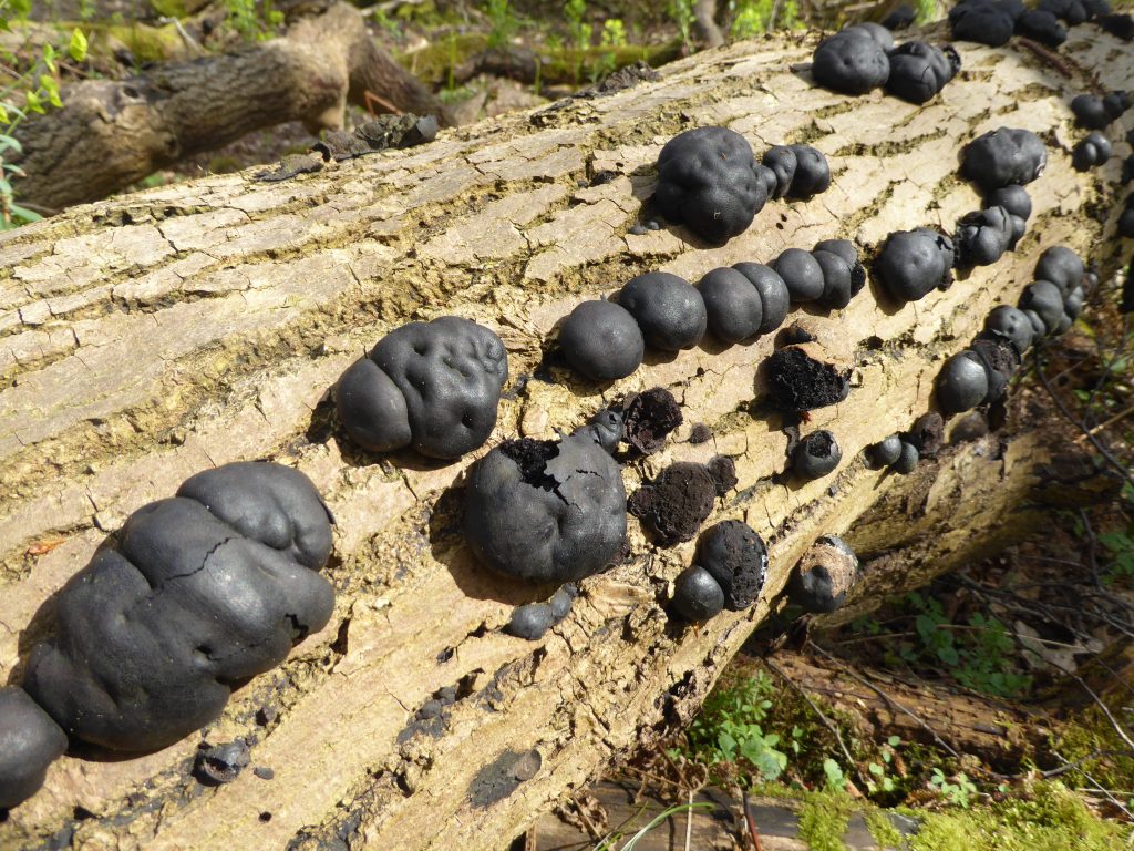 King Alfred's Cakes, Daldinia concentrica | Jeremy Bartlett's LET IT ...