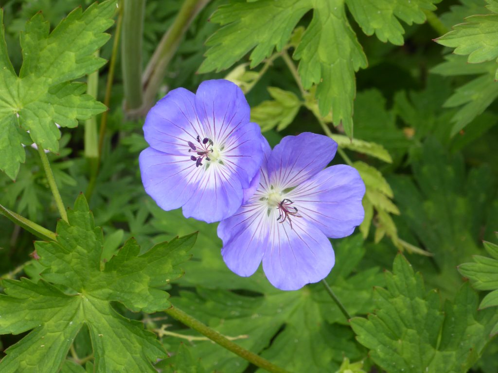 Purple Cranesbill, Geranium x magnificum | Jeremy Bartlett's LET IT ...