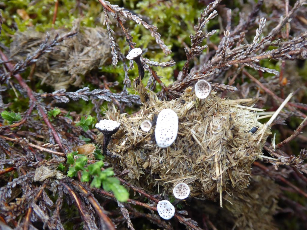 Nail Fungus, Poronia punctata | Jeremy Bartlett's LET IT GROW blog