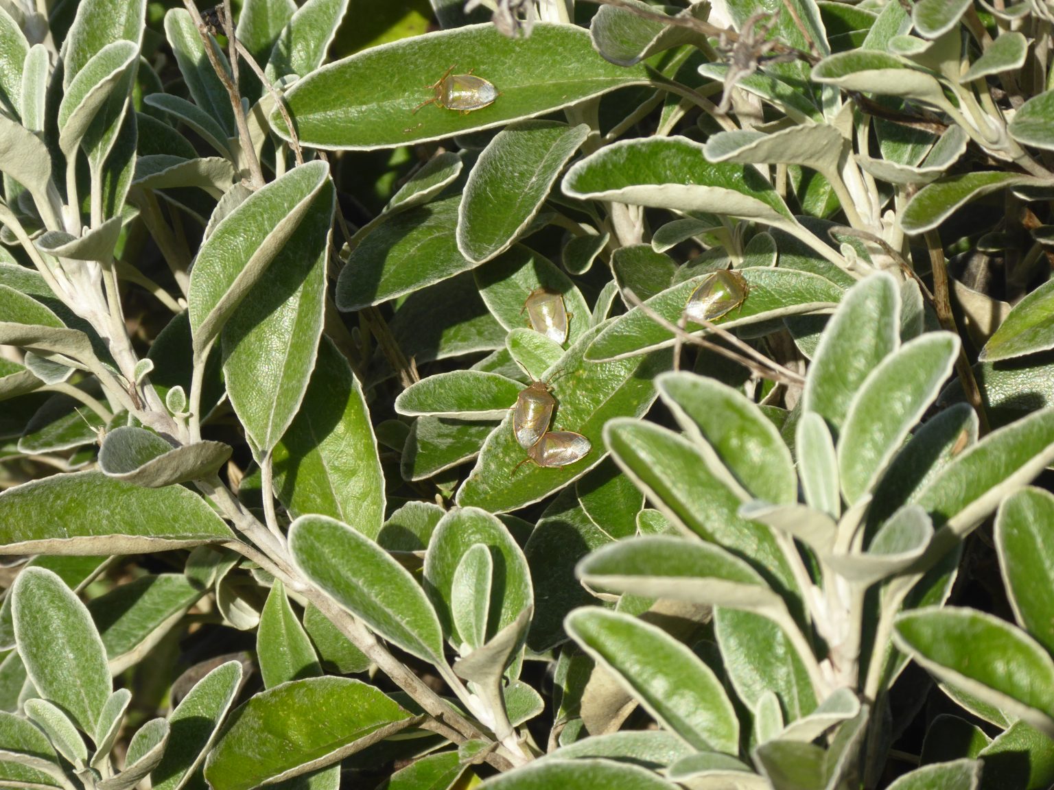 Brachyglottis 'Sunshine' | Jeremy Bartlett's LET IT GROW blog