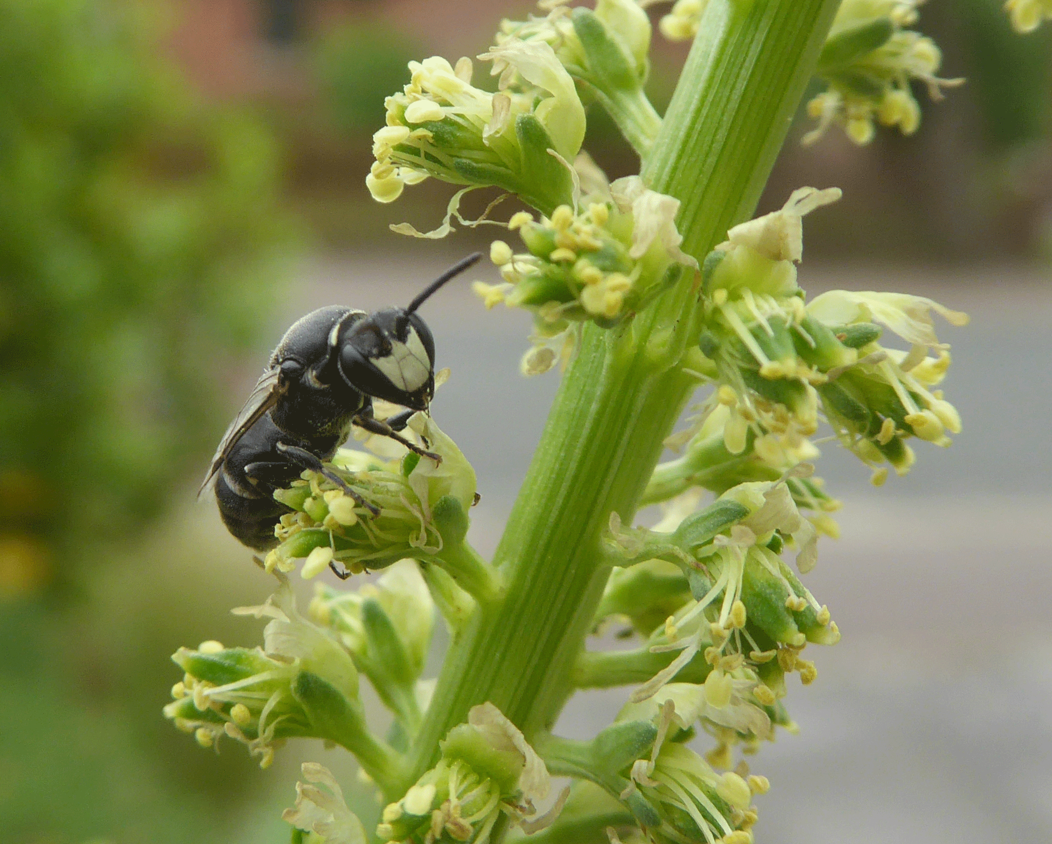 Large or Mignonette Yellow-face Bee, Hylaeus signatus | Jeremy Bartlett ...