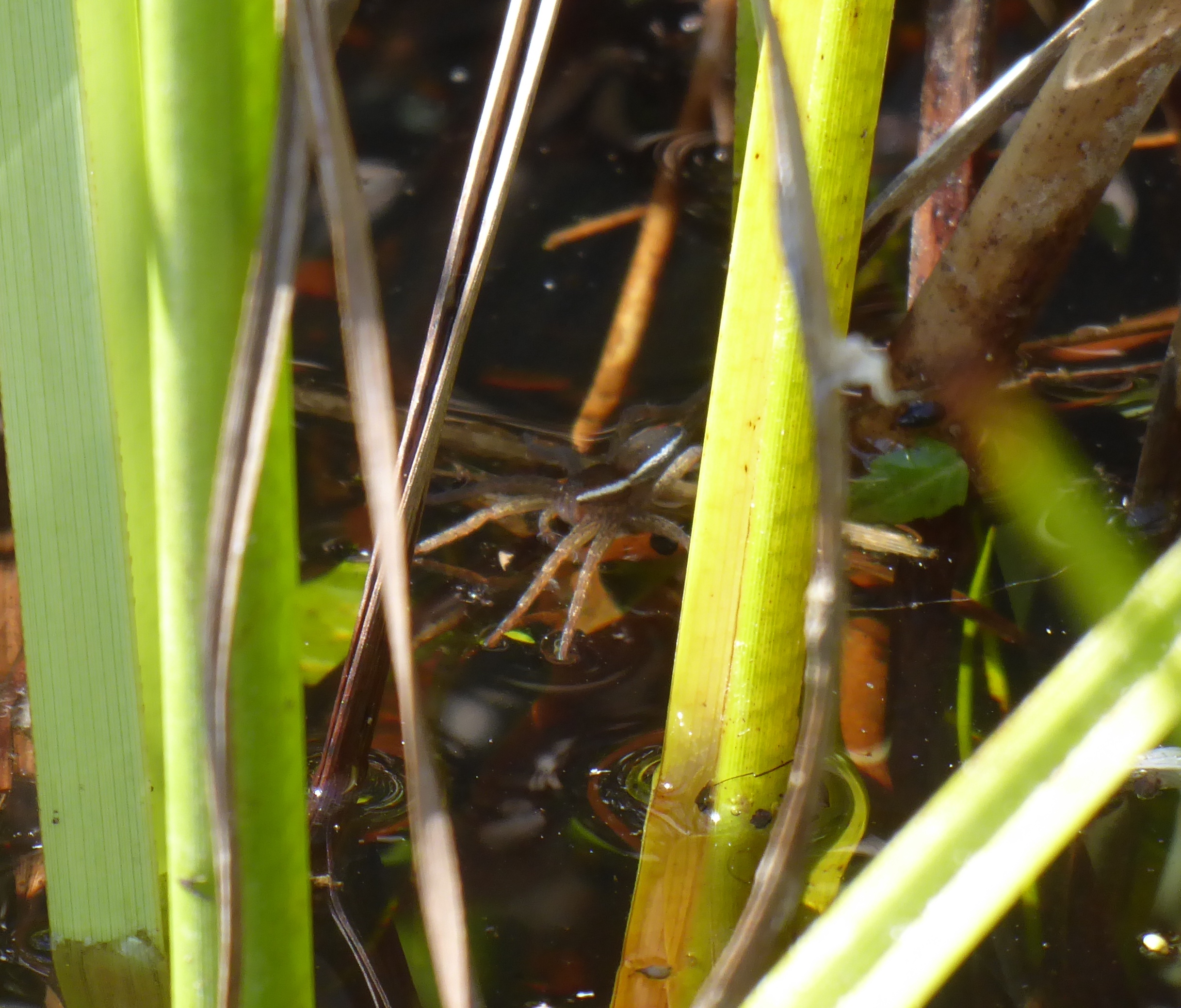 Fen Raft Spider, Dolomedes plantarius | Jeremy Bartlett's LET IT GROW blog