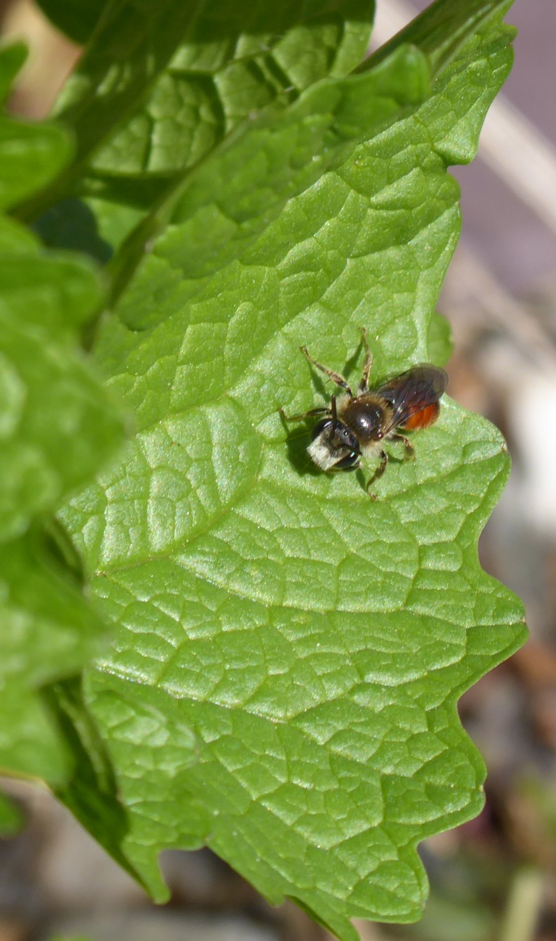 Andrena labiata | Jeremy Bartlett's LET IT GROW blog