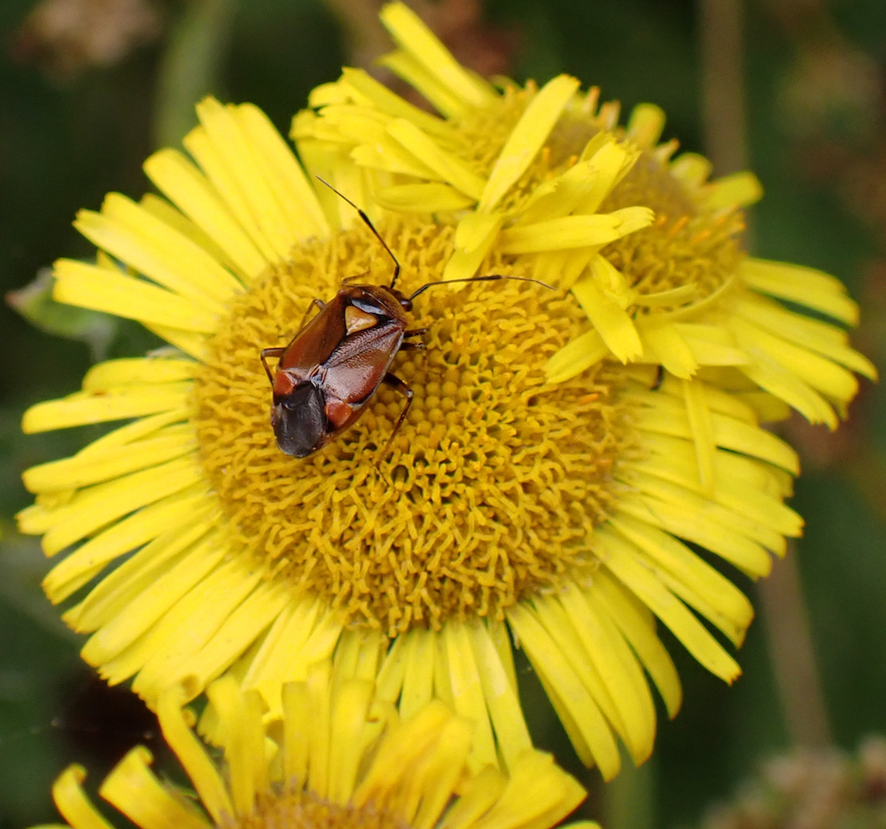 Deraeocoris ruber on Common Fleabane | Jeremy Bartlett's LET IT GROW blog