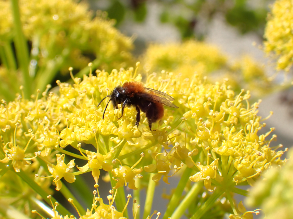 Tawny Mining Bee, Andrena fulva, on Giant Fennel. | Jeremy Bartlett's ...