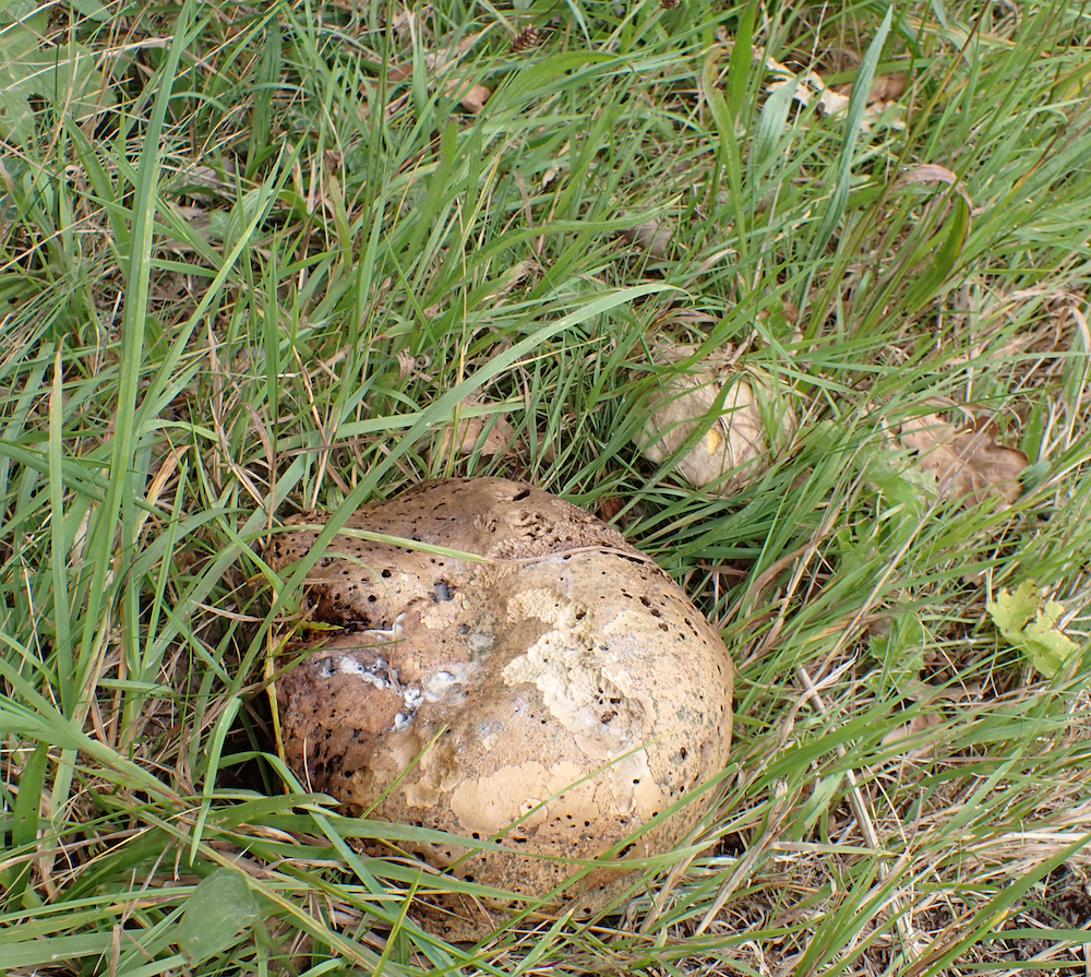 a-Caloboletus-radicans-P8290309 | Jeremy Bartlett's LET IT GROW blog