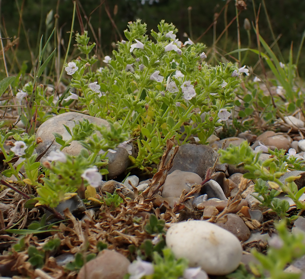 Basil Thyme, Clinopodium acinos | Jeremy Bartlett's LET IT GROW blog
