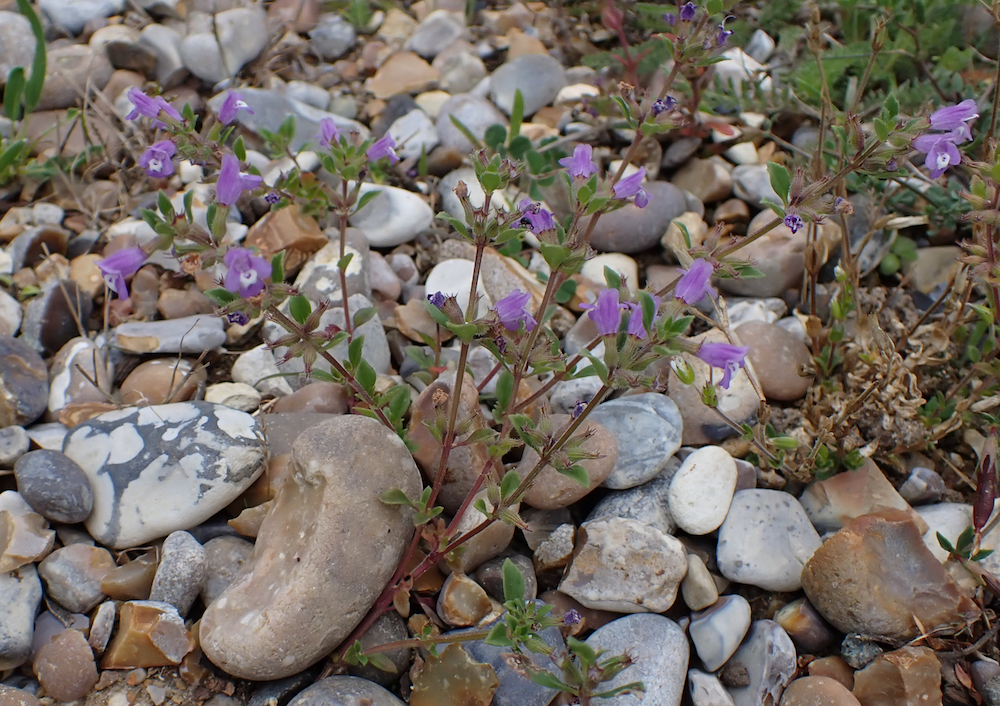 Basil Thyme, Clinopodium acinos | Jeremy Bartlett's LET IT GROW blog