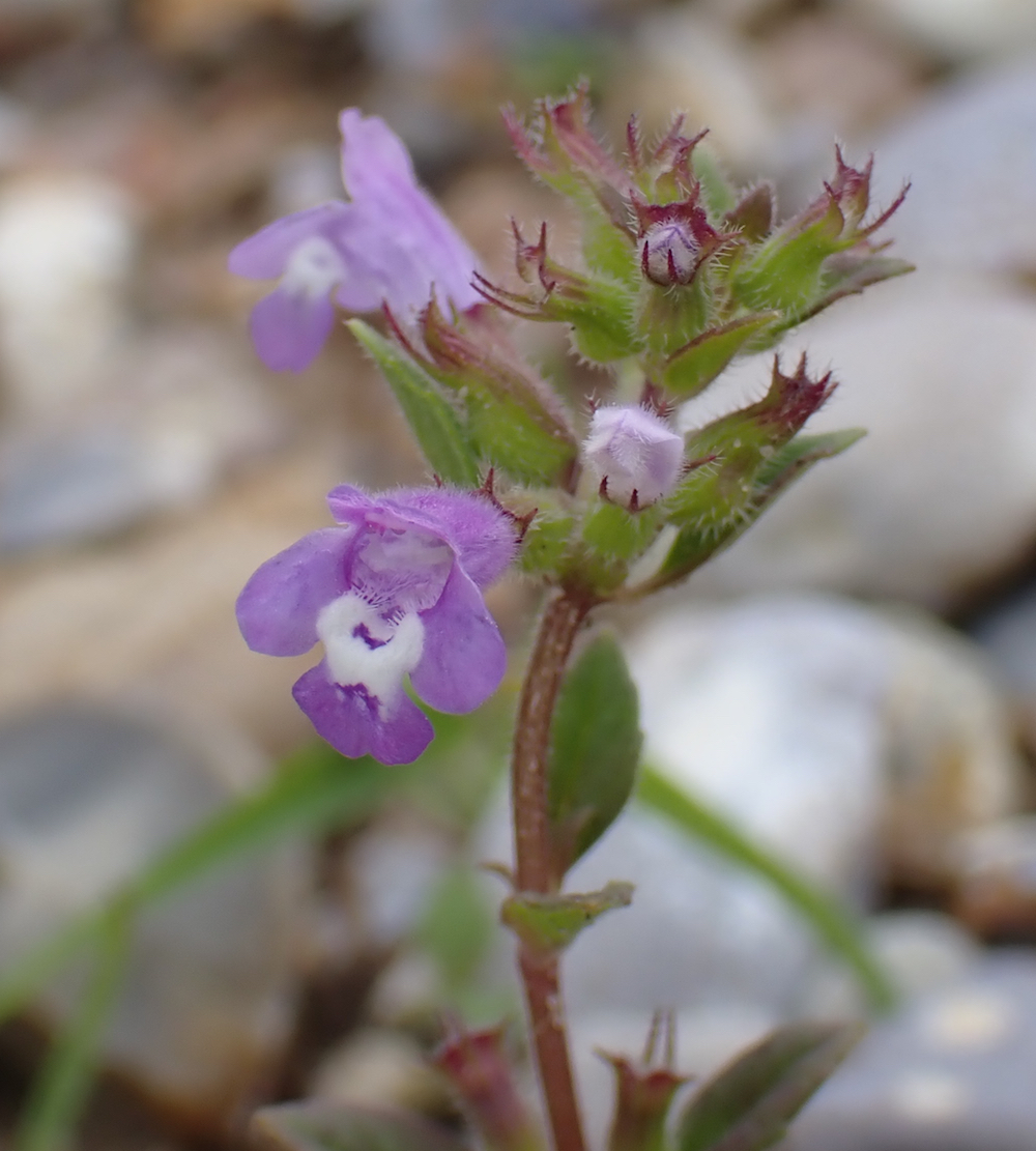 Basil Thyme, Clinopodium acinos | Jeremy Bartlett's LET IT GROW blog