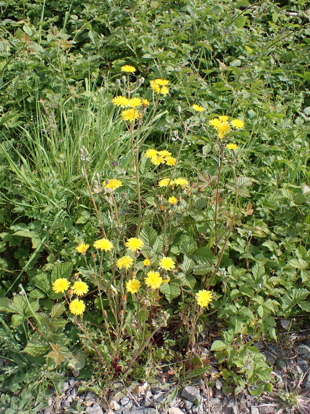 Beaked Hawksbeard, Crepis vesicaria | Jeremy Bartlett's LET IT GROW blog