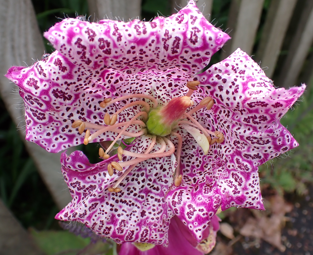 Terminal peloric Foxglove flower | Jeremy Bartlett's LET IT GROW blog